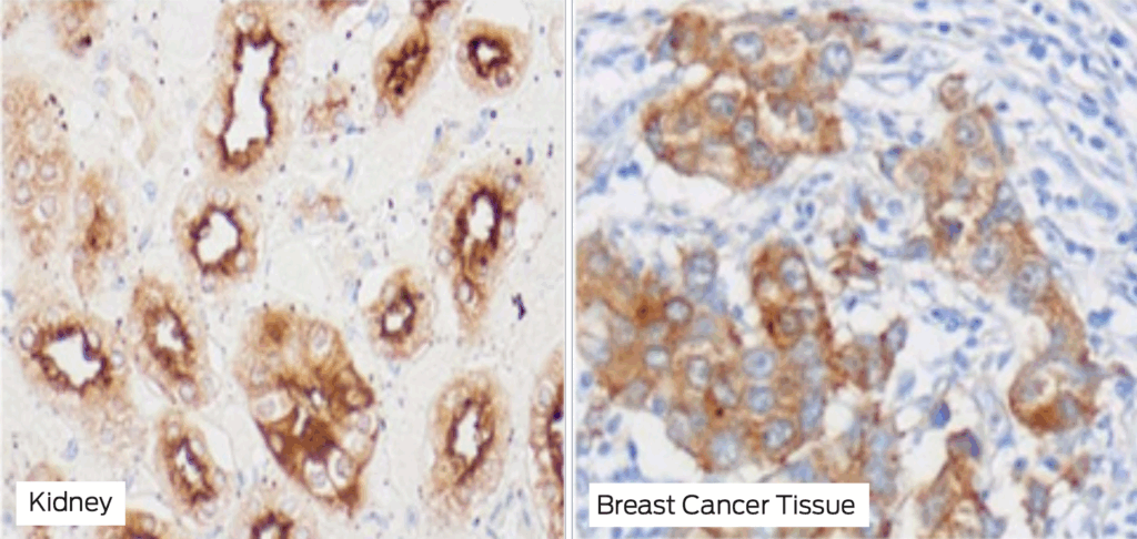 Control Slides, IHC, EMA, Box of 25 | Mopec