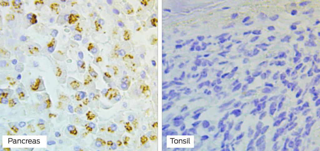 Control Slides, IHC, Trypsin, Box of 100 | Mopec